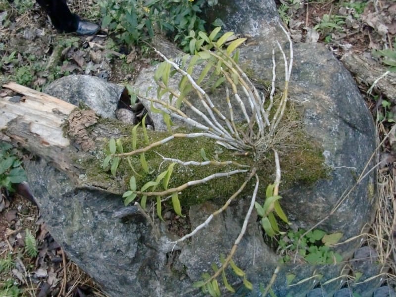 Thạch Hộc | Từ Điển Dược Liệu & Cây Thuốc