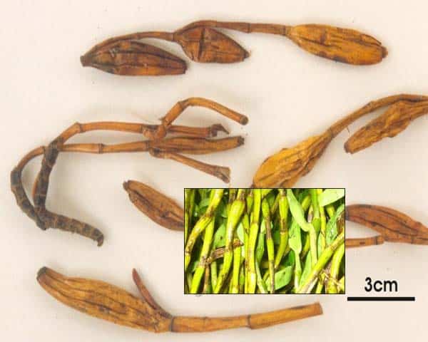 Thạch Hộc | Từ Điển Dược Liệu & Cây Thuốc