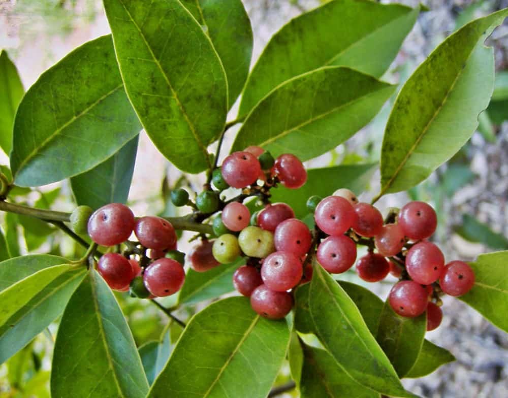 Bưởi Bung | Từ Điển Dược Liệu & Cây Thuốc