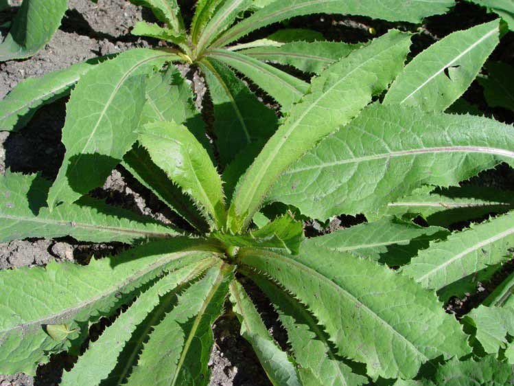 Cải Trời | Từ Điển Dược Liệu & Cây Thuốc