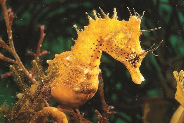 Hải Mã | Từ Điển Dược Liệu & Cây Thuốc