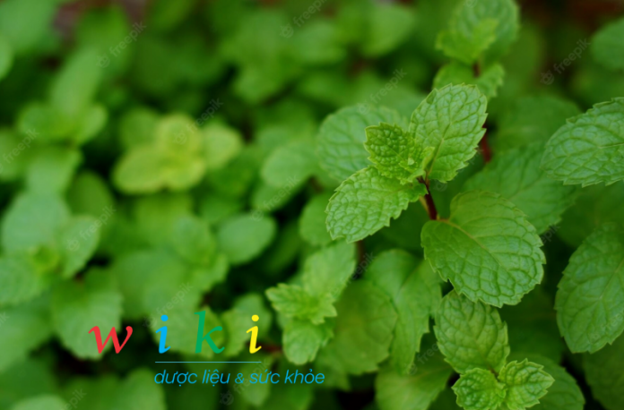 Bạc Hà | Từ Điển Dược Liệu & Cây Thuốc