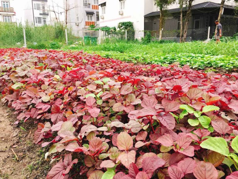 Cây Rau Dền - Món Canh Mát Lành Chữa Nhiều Bệnh | Thực Phẩm