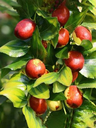 Táo Tàu Chữa Bệnh với nhiều bài thuốc dễ làm hàng ngày | Bài Thuốc Tốt